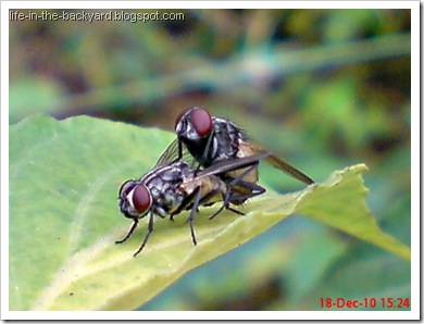 House Fly ( Musca domestica ) Mating – Lalat Rumah Kawin